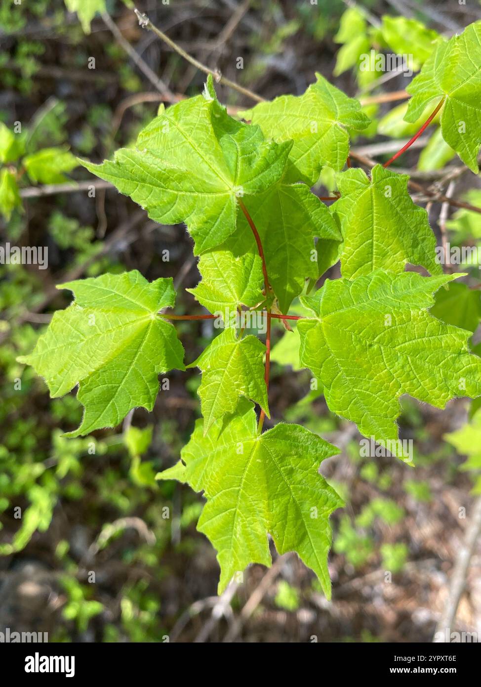 Acer leucoderme hi-res stock photography and images - Alamy