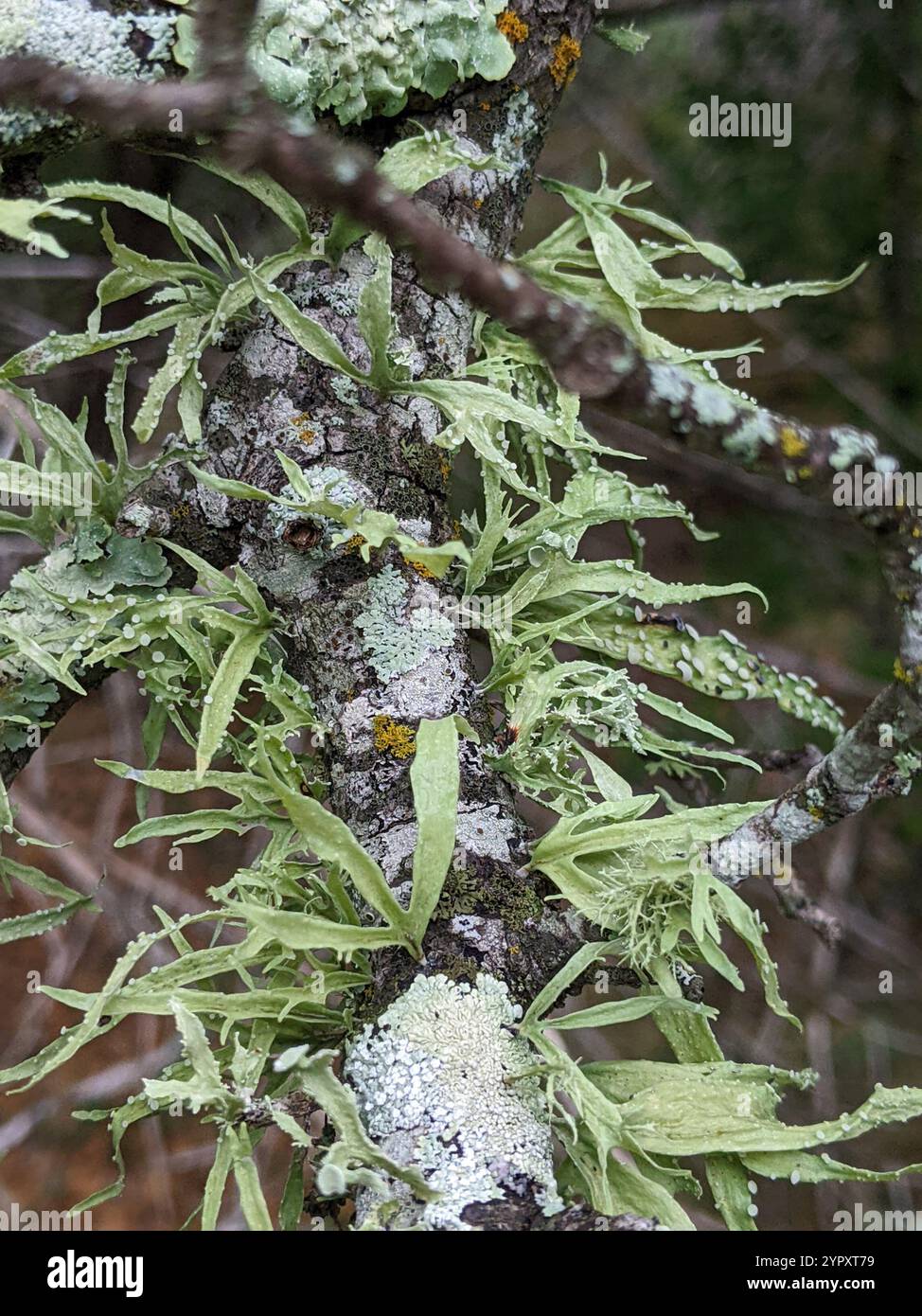 cartilage lichen (Ramalina celastri Stock Photo - Alamy