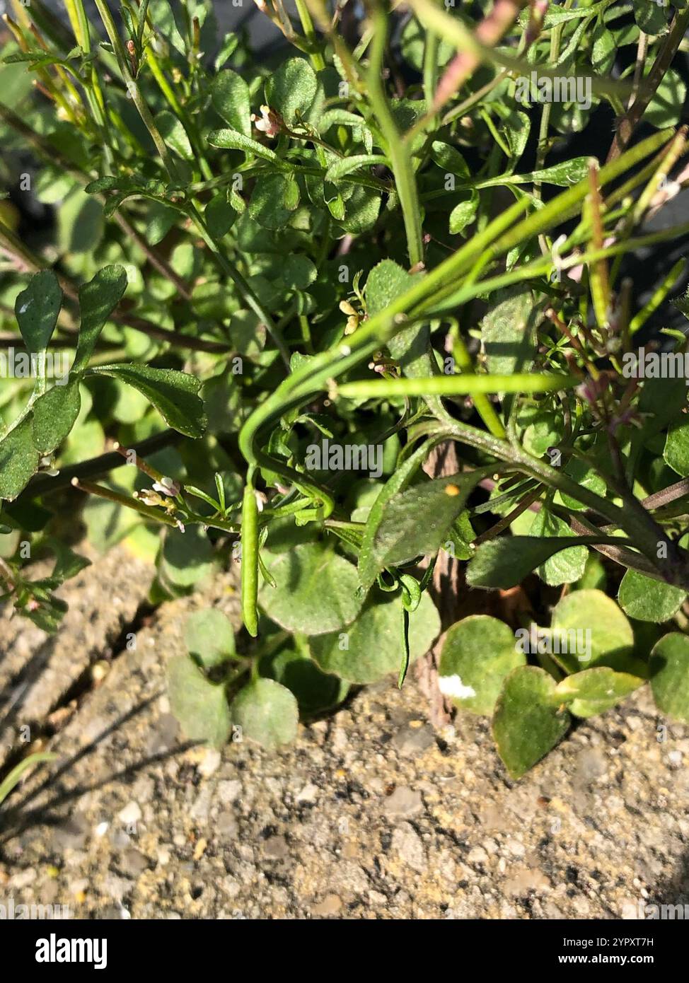 hairy bittercress (Cardamine hirsuta Stock Photo - Alamy