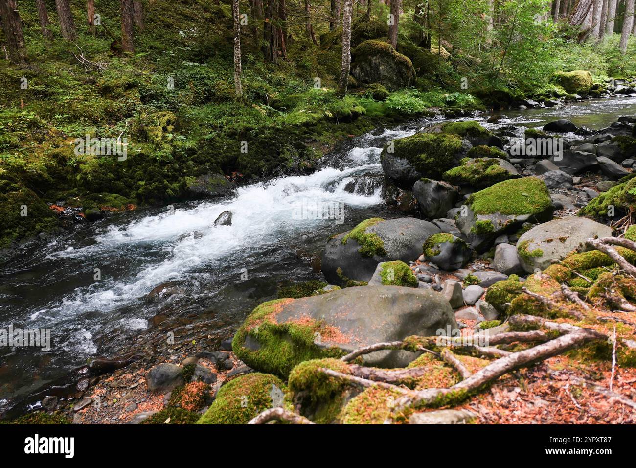 River scenery as witnessed while hiking the Upper Dungeness River trail ...