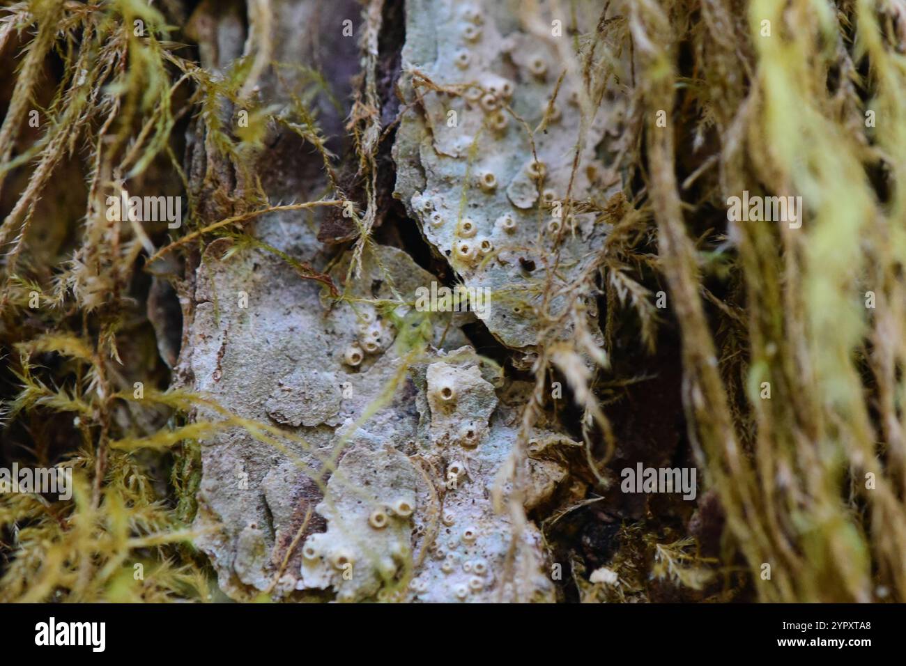 barnacle lichens (Thelotrema Stock Photo - Alamy