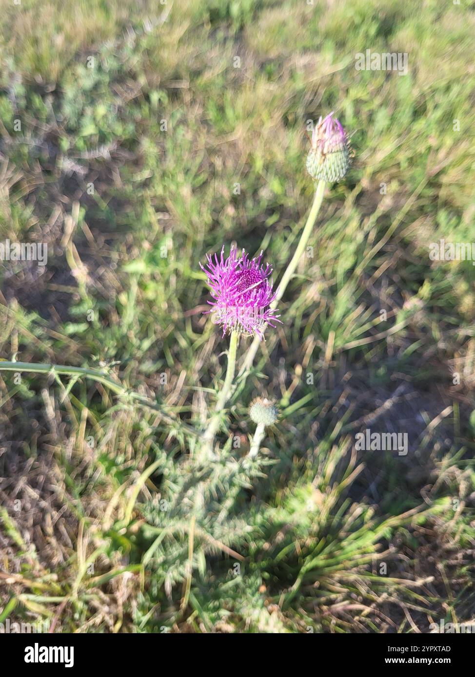 Texas Thistle (Cirsium texanum Stock Photo - Alamy