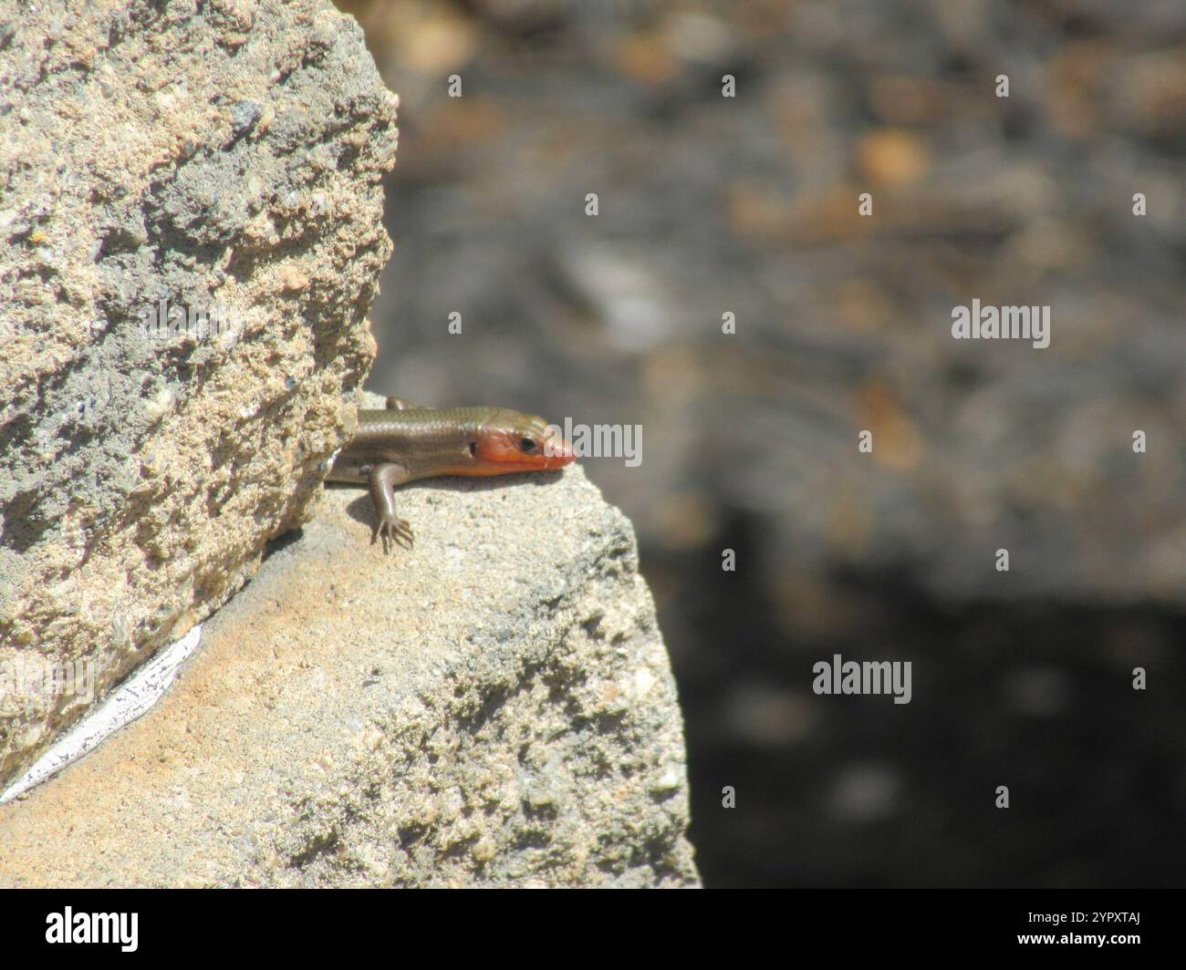Common Five-lined Skink (Plestiodon fasciatus Stock Photo - Alamy