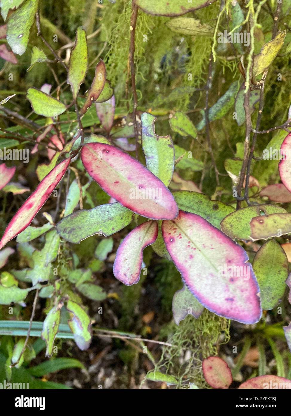 Mountain Horopito (Pseudowintera colorata Stock Photo - Alamy