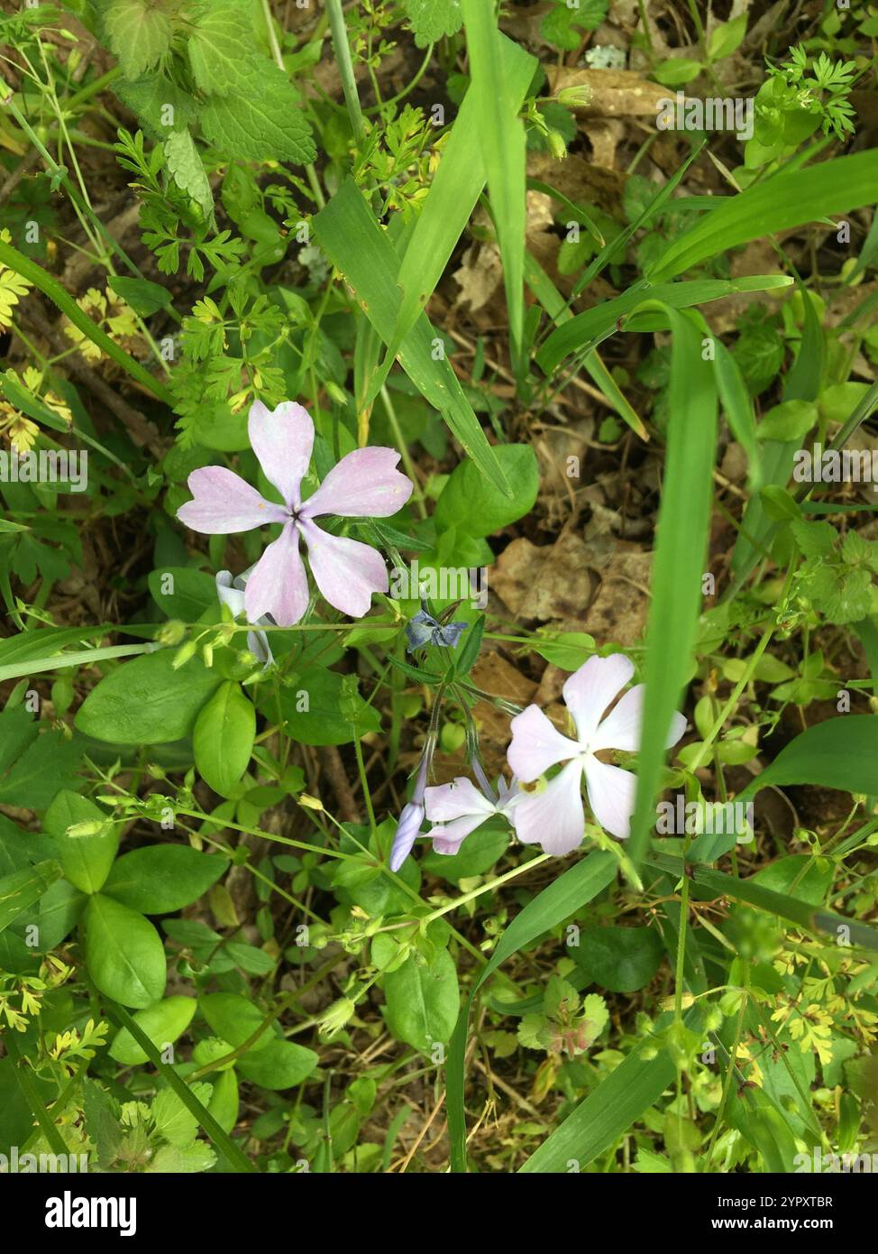 blue phlox (Phlox divaricata Stock Photo - Alamy