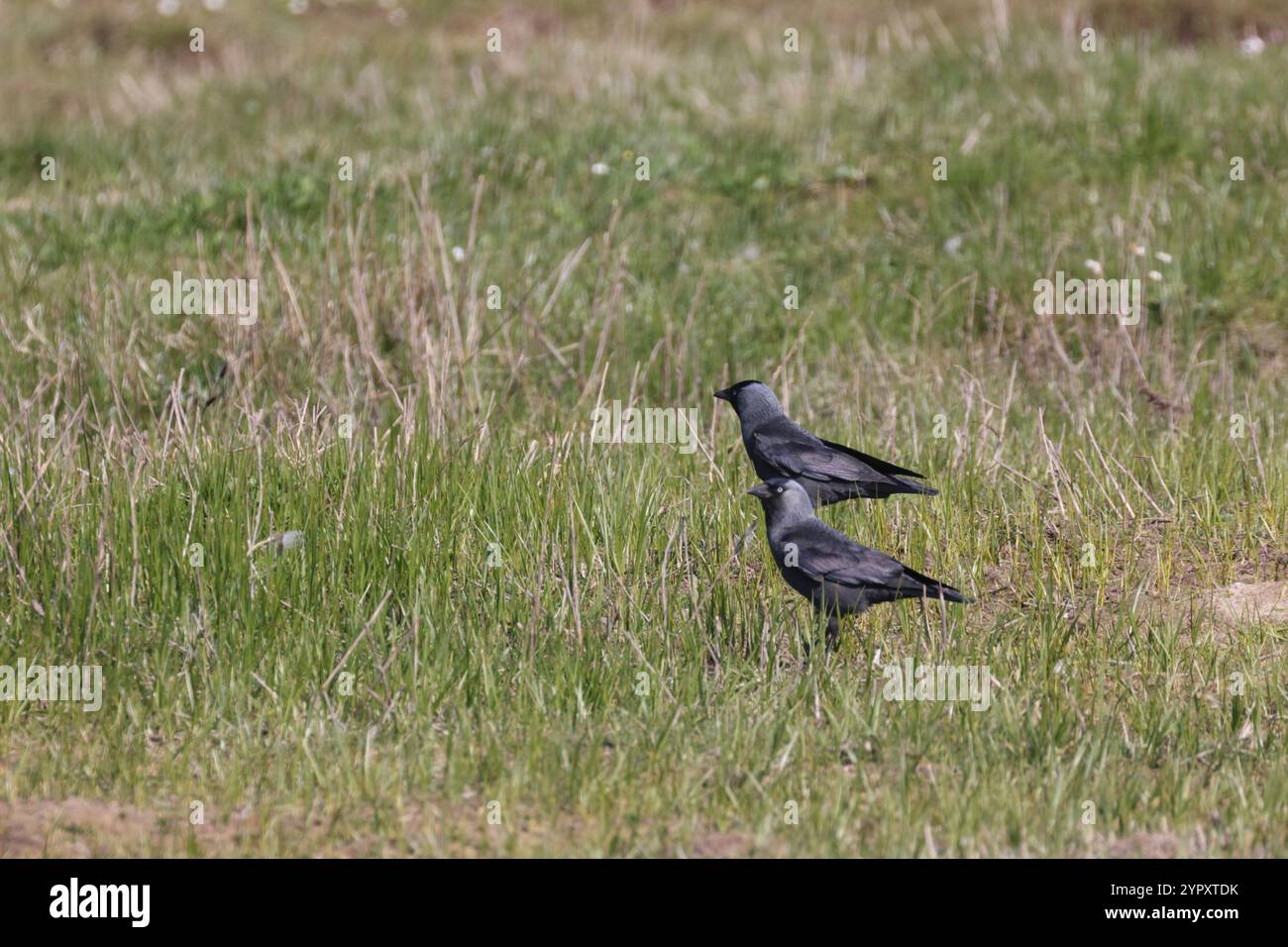 Eurasian Jackdaw (Coloeus monedula Stock Photo - Alamy
