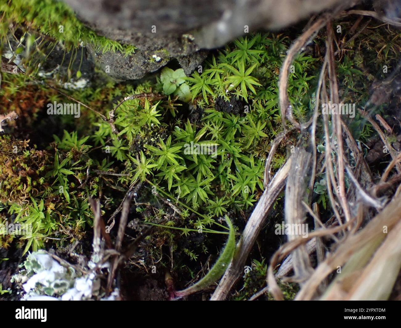 Green-tufted Stubble Moss (Weissia controversa Stock Photo - Alamy