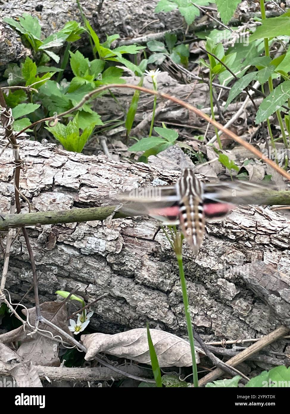 White-lined Sphinx (Hyles lineata Stock Photo - Alamy