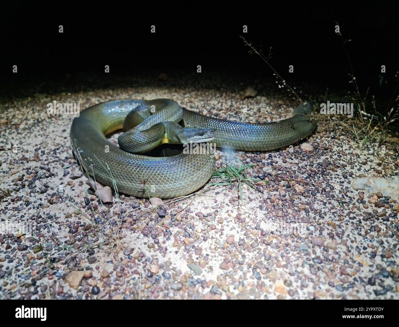Water Python (Liasis fuscus Stock Photo - Alamy