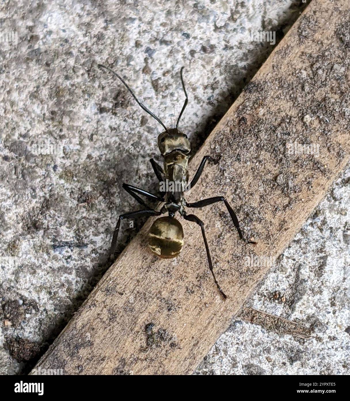 Shimmering Golden Sugar ant (Camponotus sericeiventris Stock Photo - Alamy