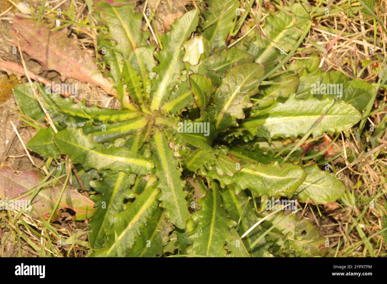 Common Cat's-ear (Hypochaeris radicata Stock Photo - Alamy