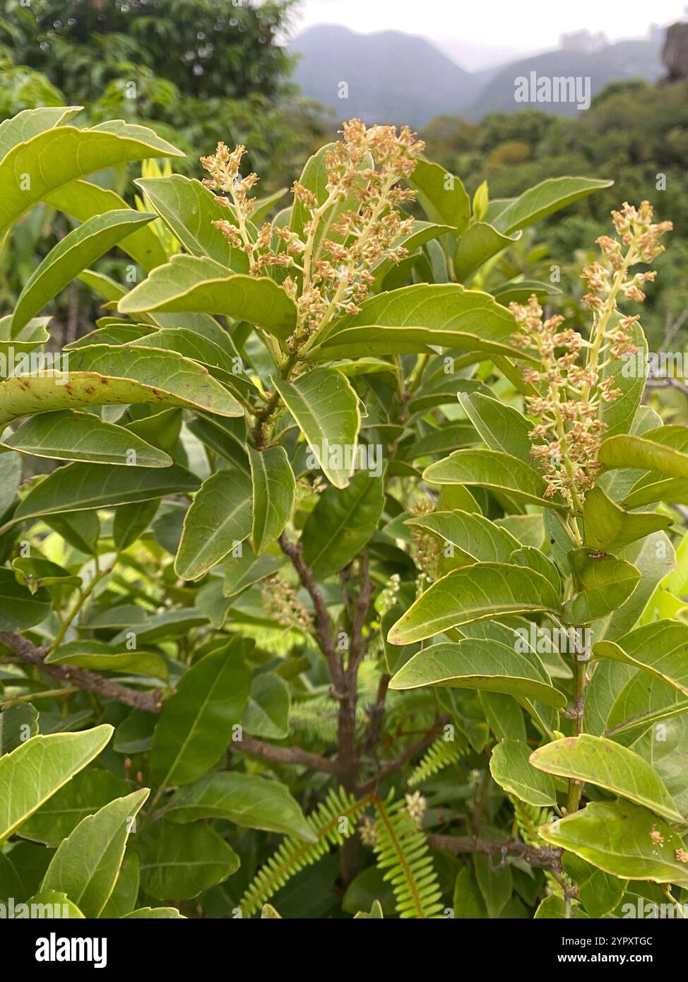 Formosan Sweetspire (Itea oldhamii Stock Photo - Alamy