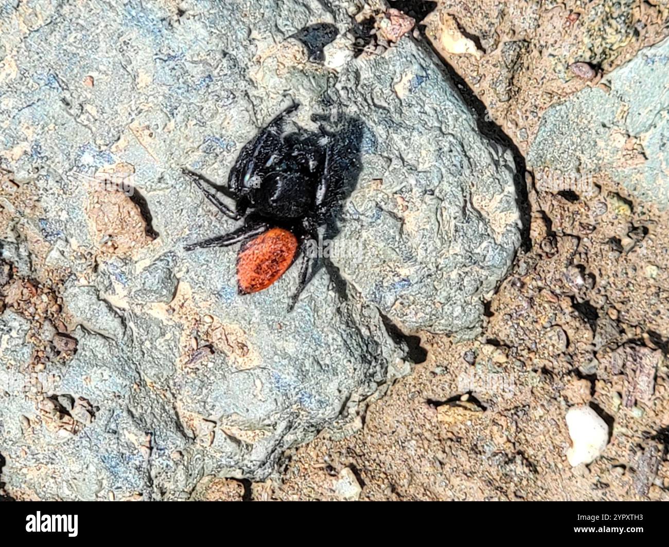 Johnson's Jumping Spider (Phidippus johnsoni Stock Photo - Alamy