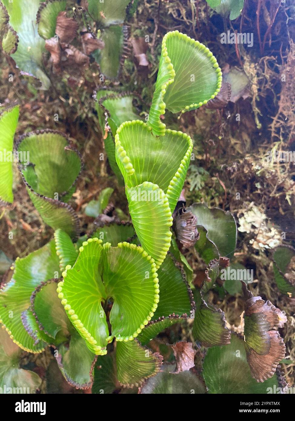 kidney fern (Hymenophyllum nephrophyllum Stock Photo - Alamy