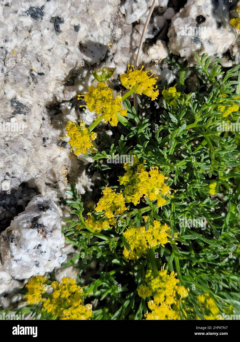 northern Indian parsnip (Cymopterus terebinthinus Stock Photo - Alamy