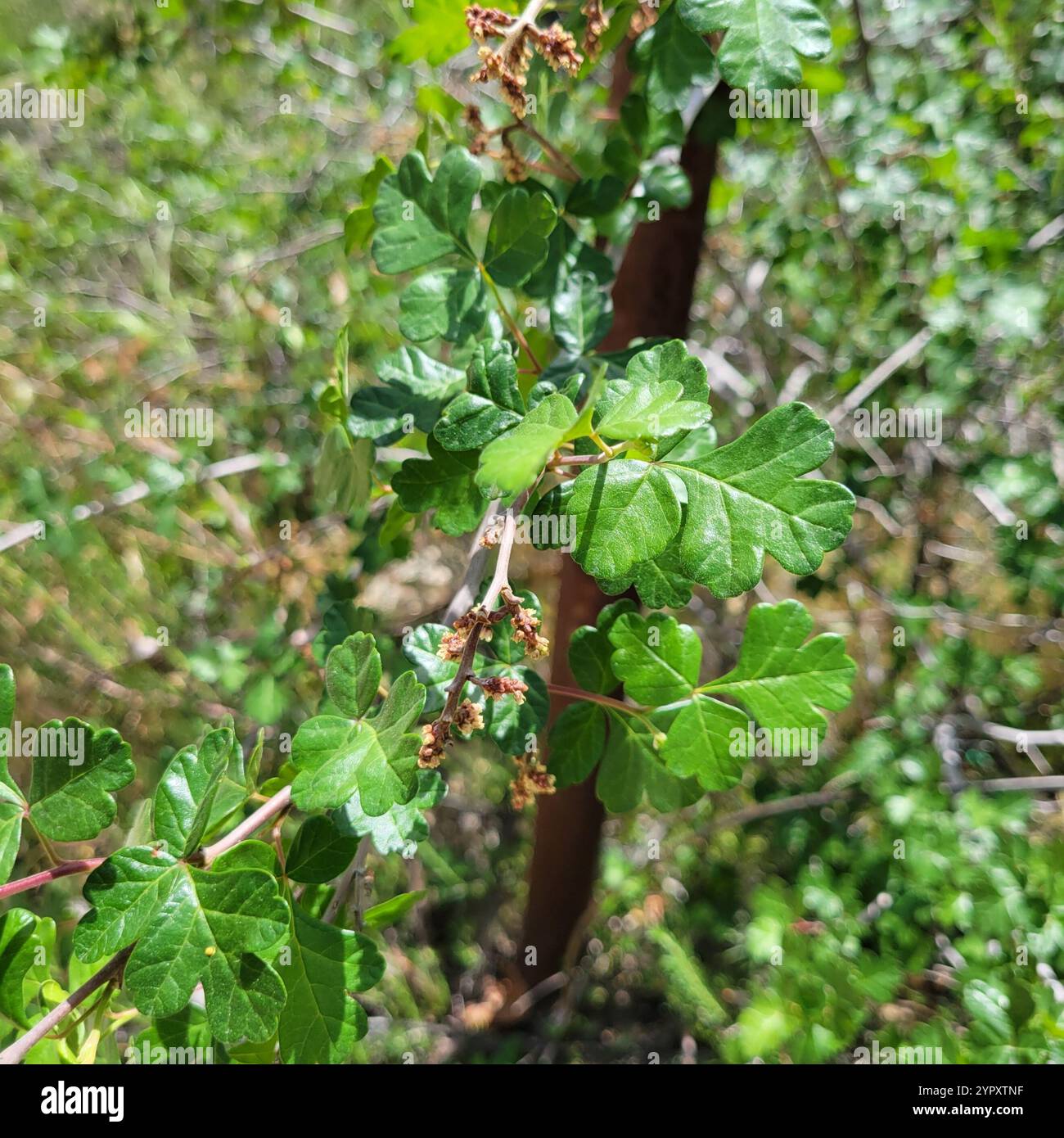 fragrant sumac (Rhus aromatica Stock Photo - Alamy