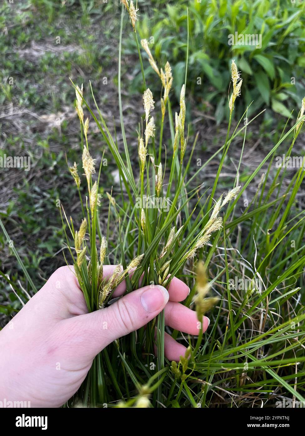 true sedges (Carex Stock Photo - Alamy