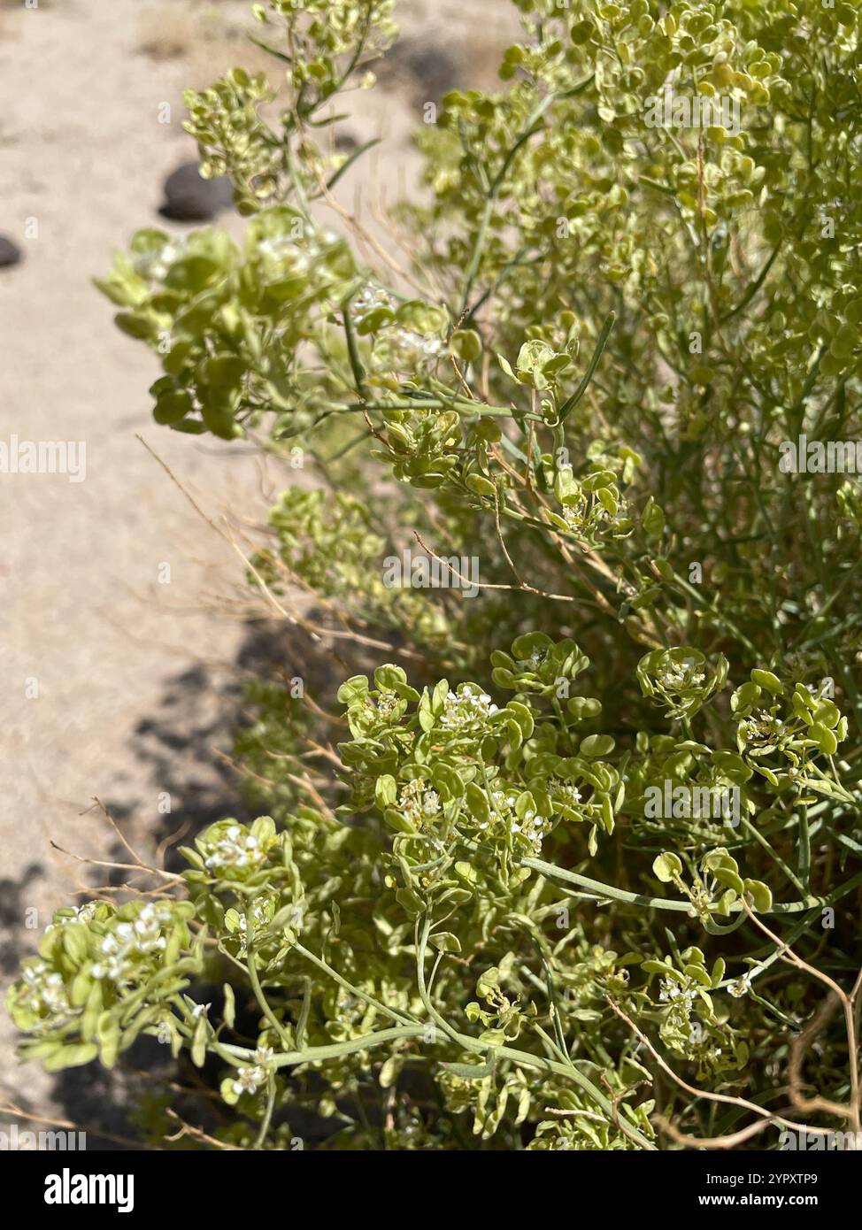 desert pepperweed (Lepidium fremontii Stock Photo - Alamy
