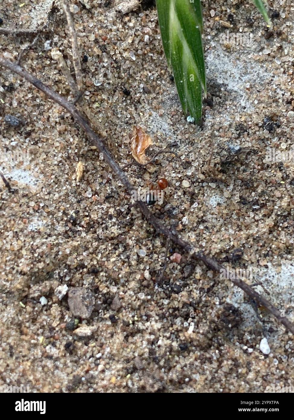 Shiny Acrobat Ant (Crematogaster laeviuscula Stock Photo - Alamy