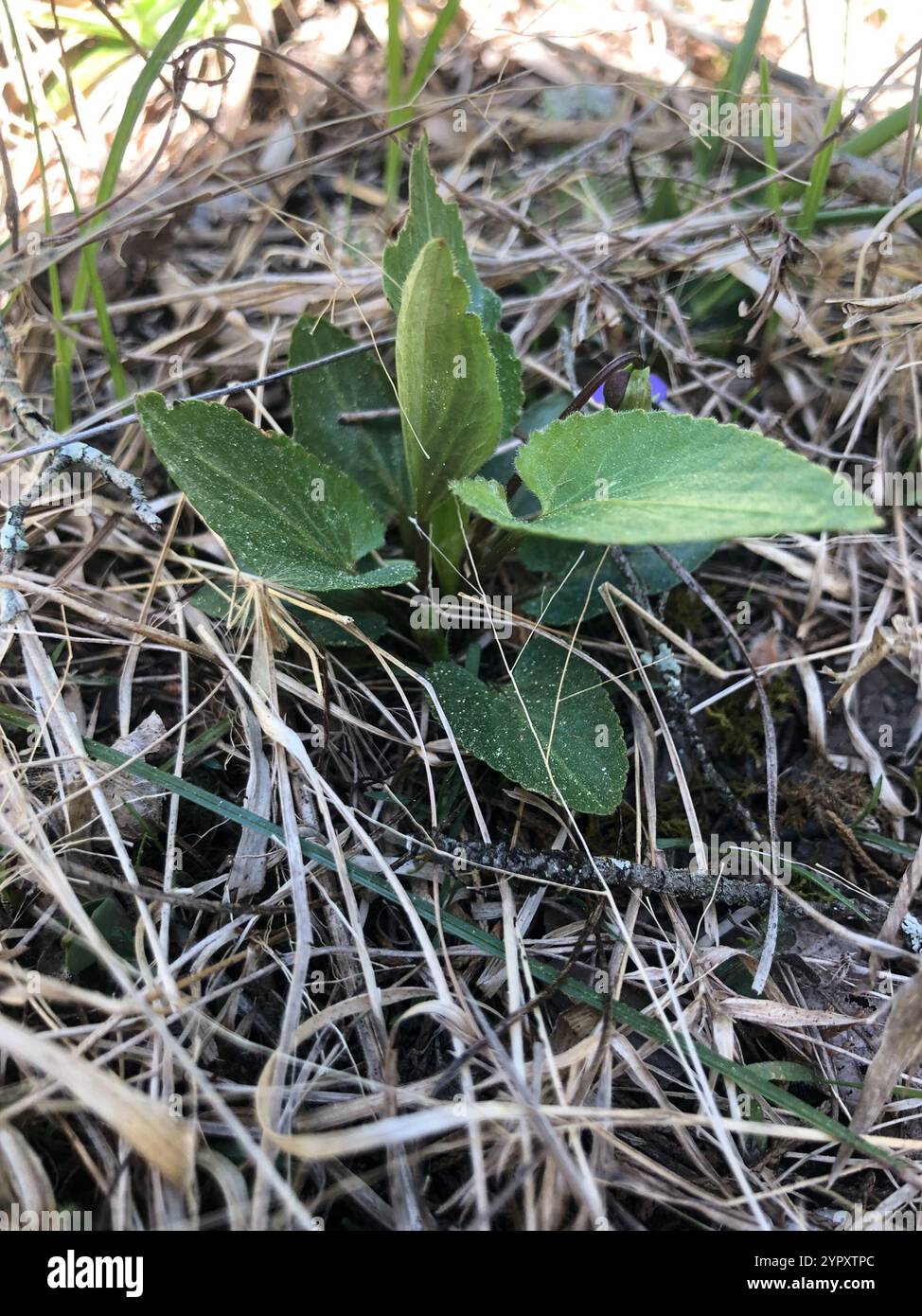 downy blue violet (Viola fimbriatula Stock Photo - Alamy