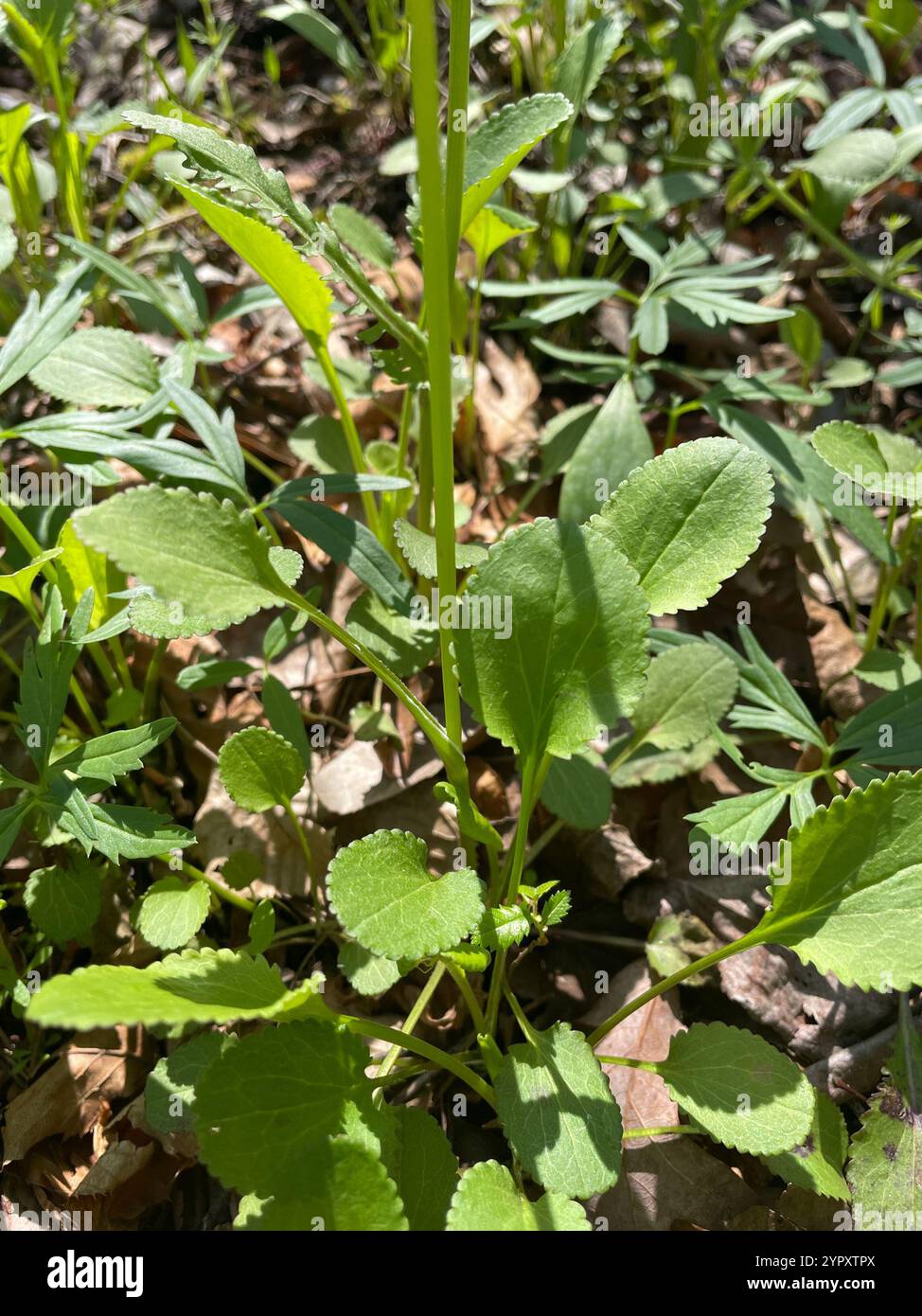 roundleaf ragwort (Packera obovata Stock Photo - Alamy