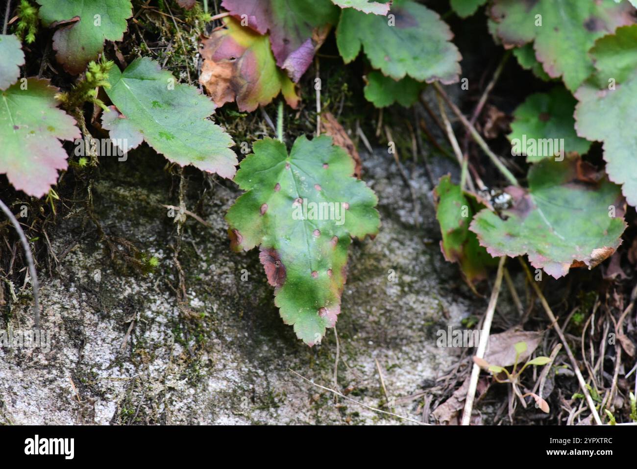 crevice alumroot (Heuchera micrantha Stock Photo - Alamy