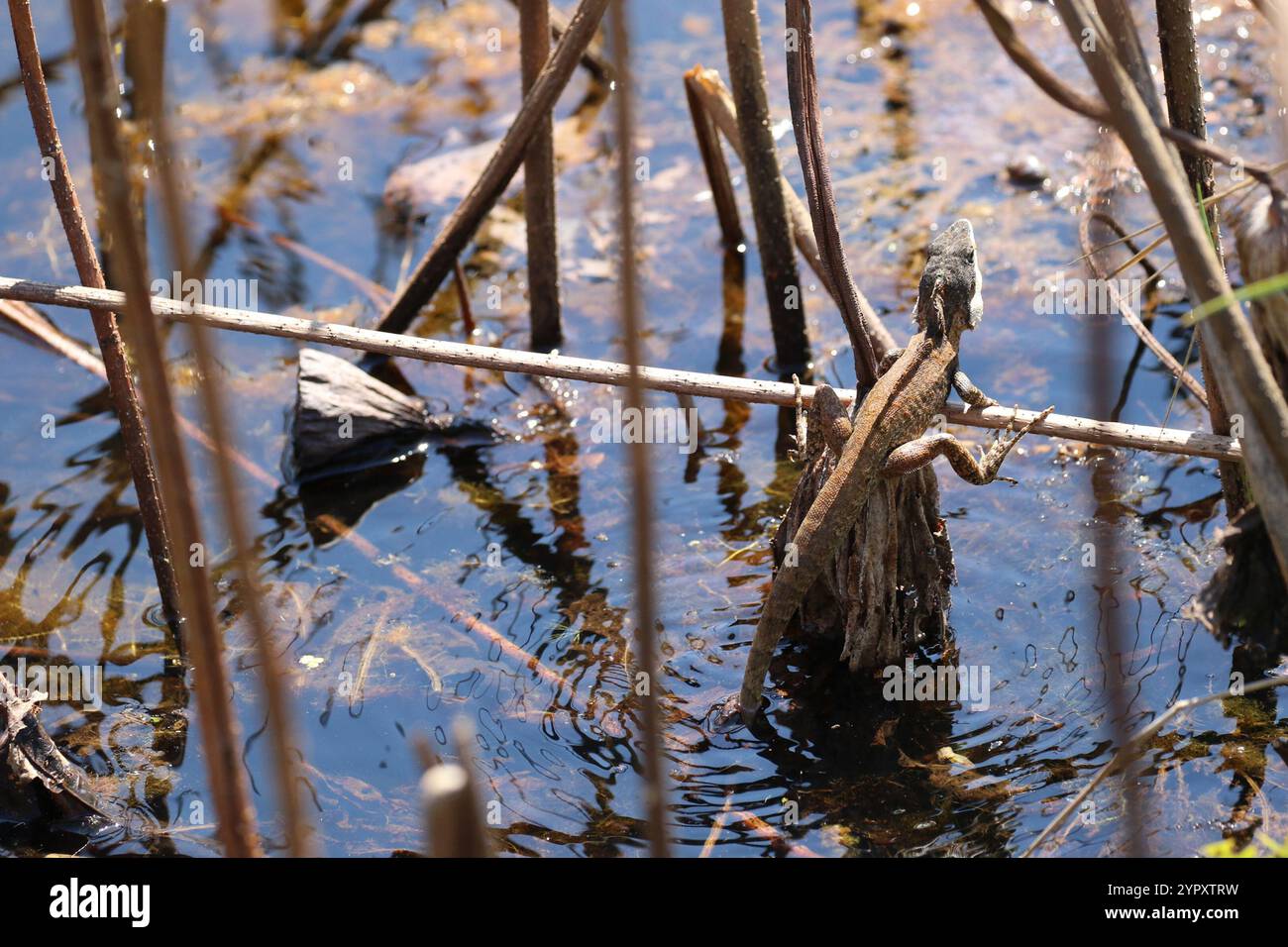 Northern Water Dragon (Tropicagama temporalis Stock Photo - Alamy