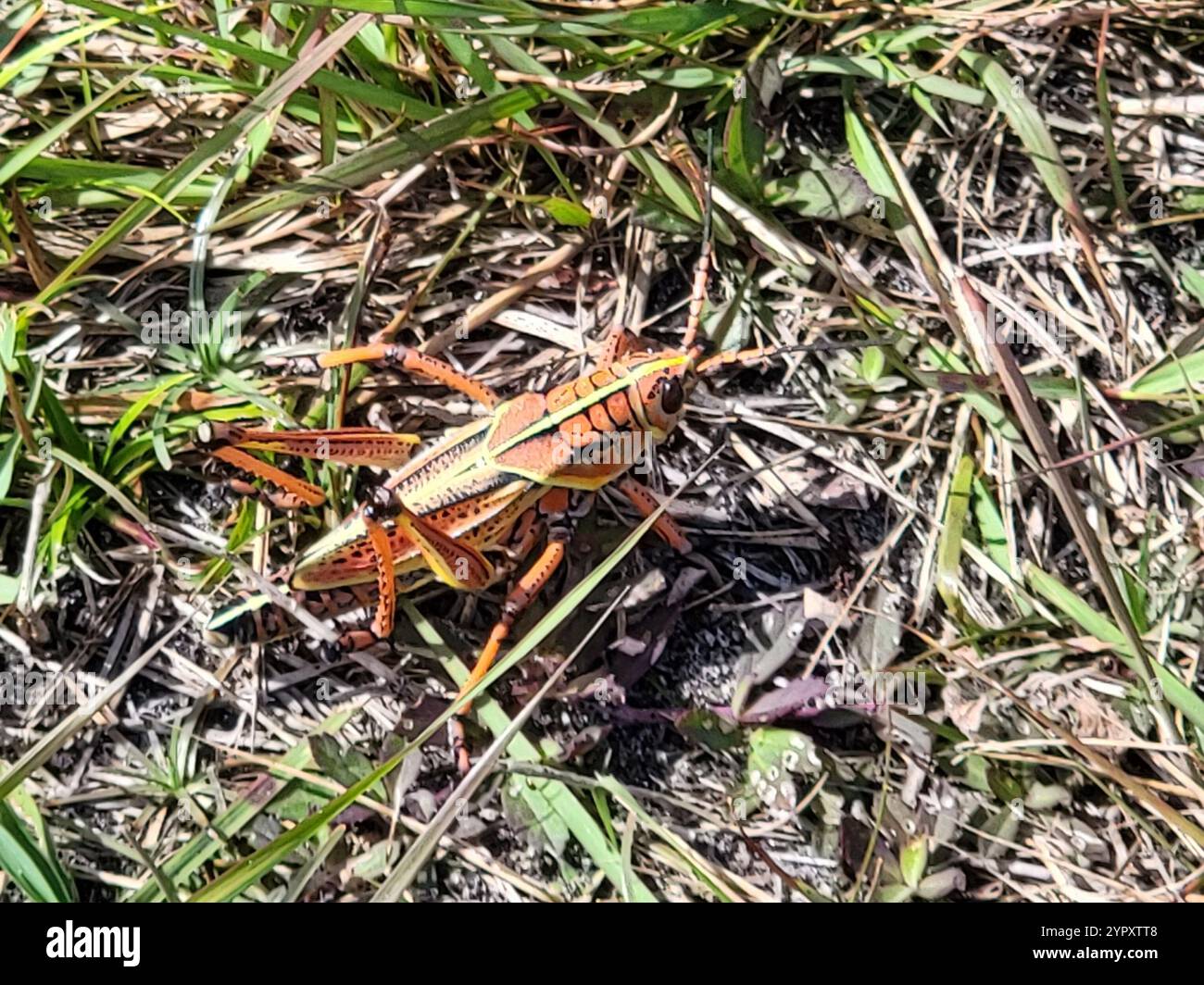 Eastern Lubber Grasshopper (Romalea microptera Stock Photo - Alamy