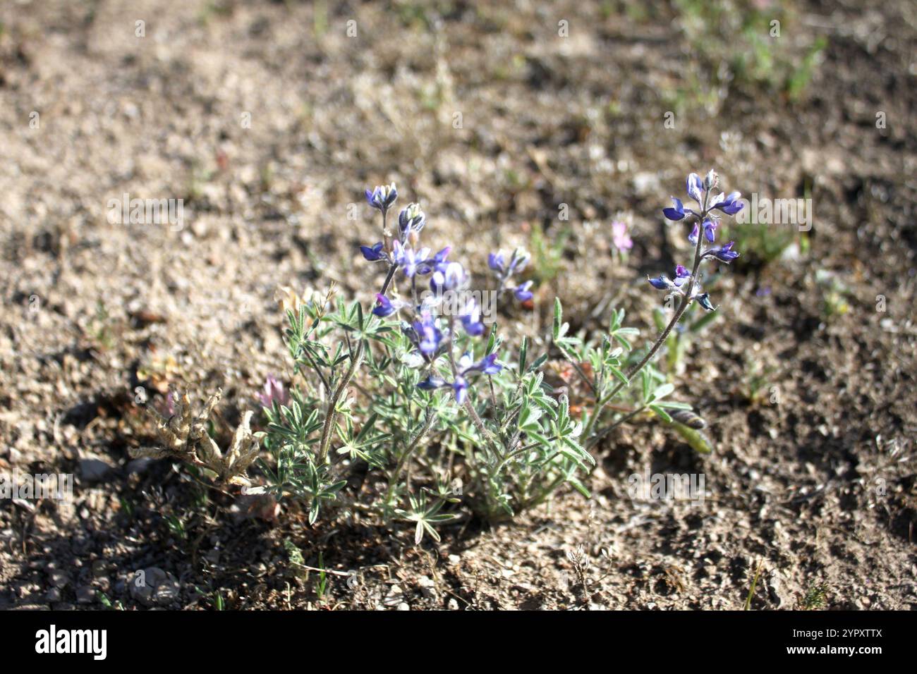 Miniature Lupine (Lupinus bicolor Stock Photo - Alamy