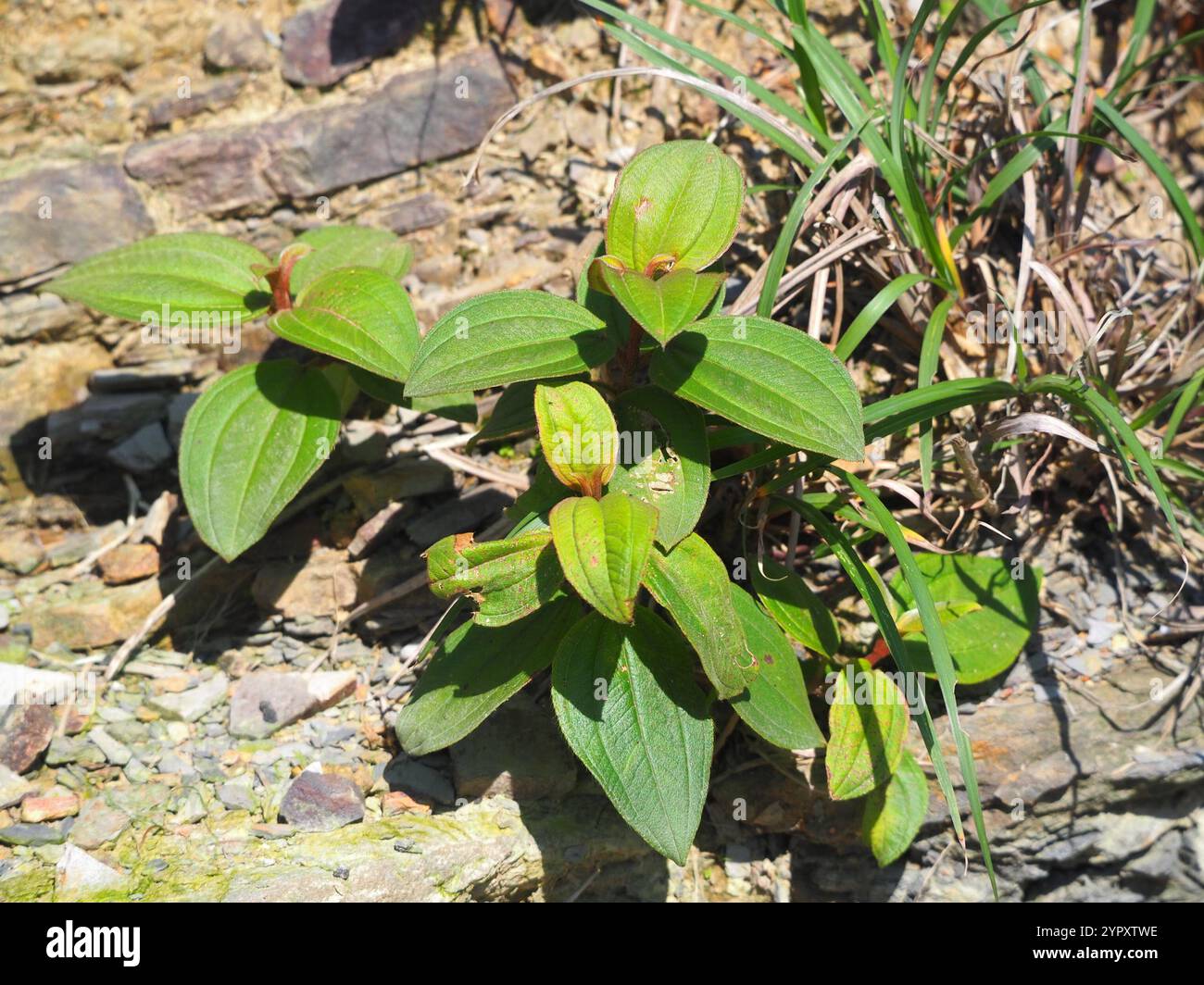 Common Melastoma (Melastoma candidum Stock Photo - Alamy