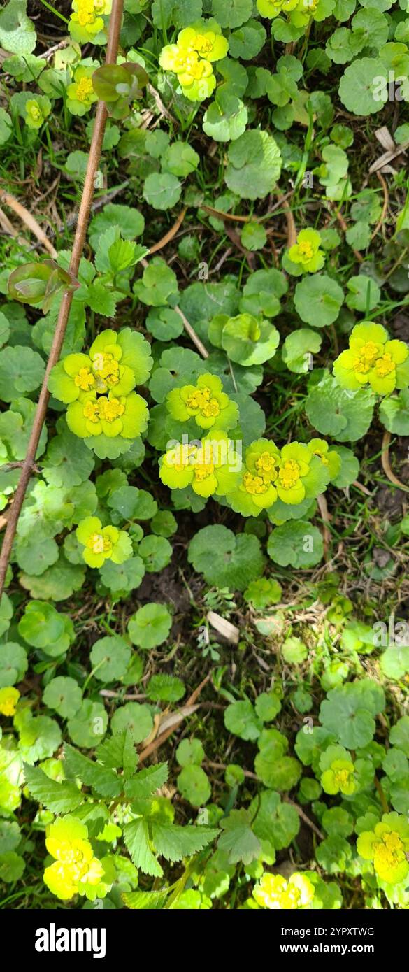 Alternate-leaved Golden Saxifrage (Chrysosplenium alternifolium Stock ...
