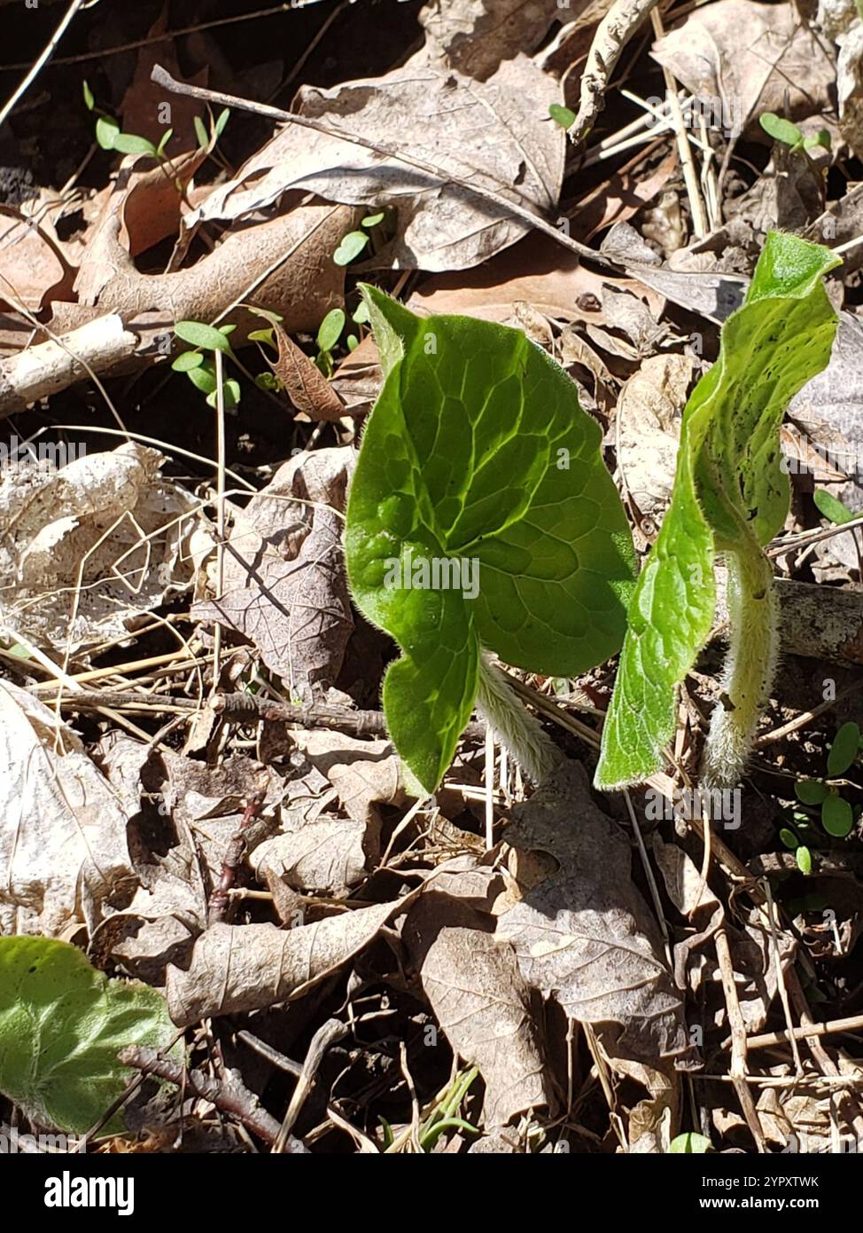 Canadian wild ginger (Asarum canadense Stock Photo - Alamy
