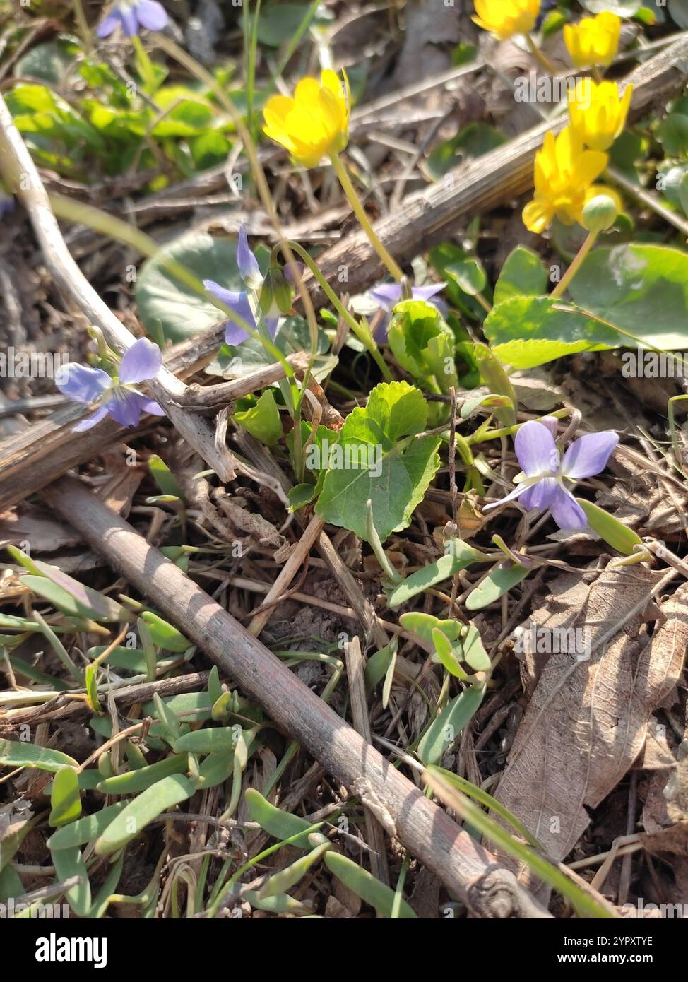 Russian Violet (Viola suavis Stock Photo - Alamy