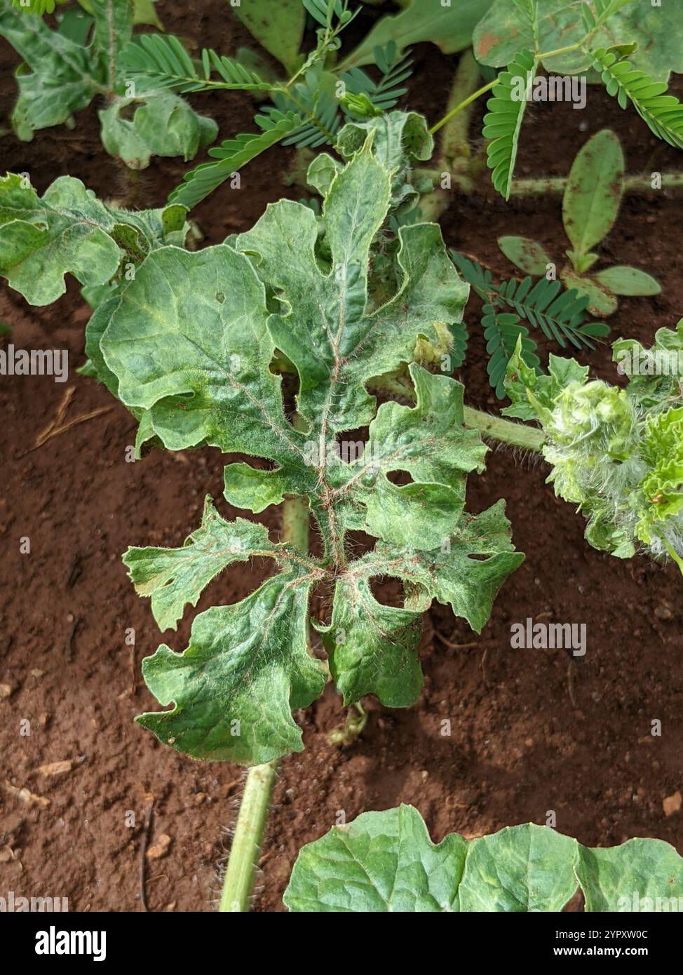Cucumber mosaic virus (Cucumovirus cmv Stock Photo - Alamy