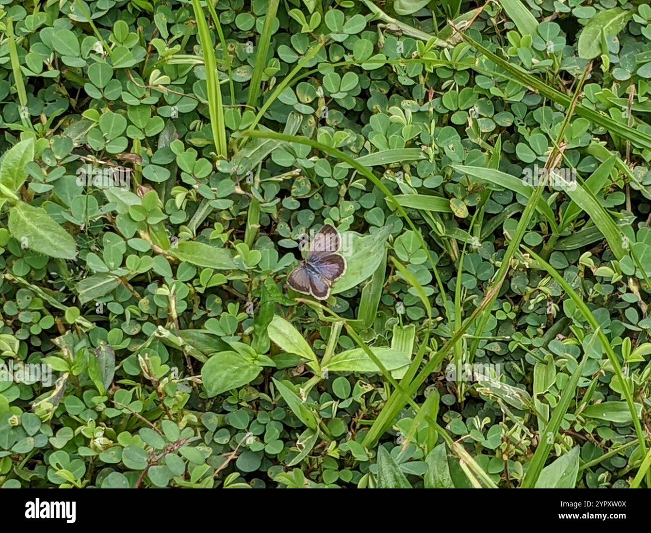 African Grass Blue (Zizeeria knysna knysna Stock Photo - Alamy