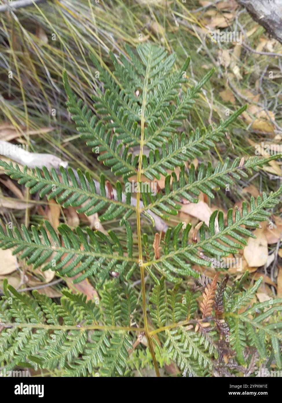Austral Bracken (Pteridium esculentum Stock Photo - Alamy