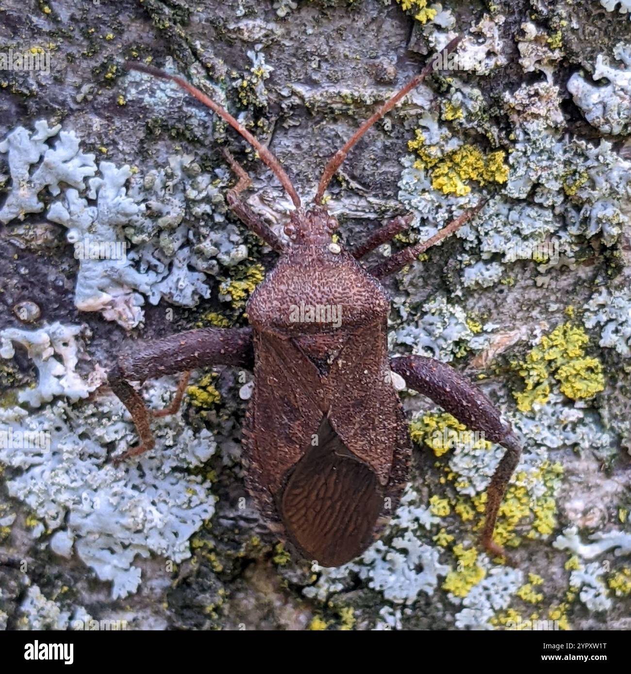 Helmeted Squash Bug (Euthochtha galeator Stock Photo - Alamy