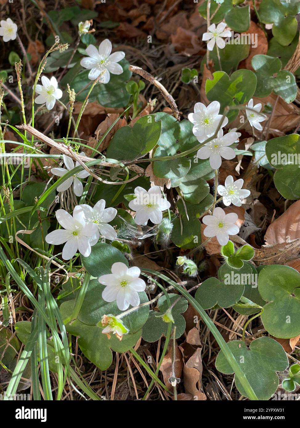 Liverleaf (Hepatica nobilis Stock Photo - Alamy