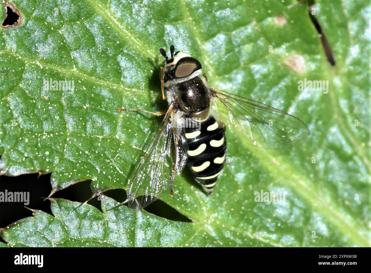 Large-tailed Aphideater (Eupeodes volucris Stock Photo - Alamy