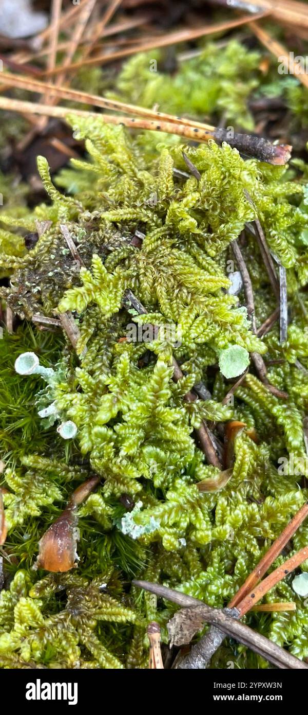 Brocade moss hi-res stock photography and images - Alamy