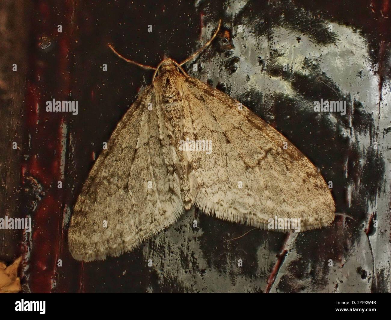 Early Tooth-striped (Trichopteryx carpinata Stock Photo - Alamy
