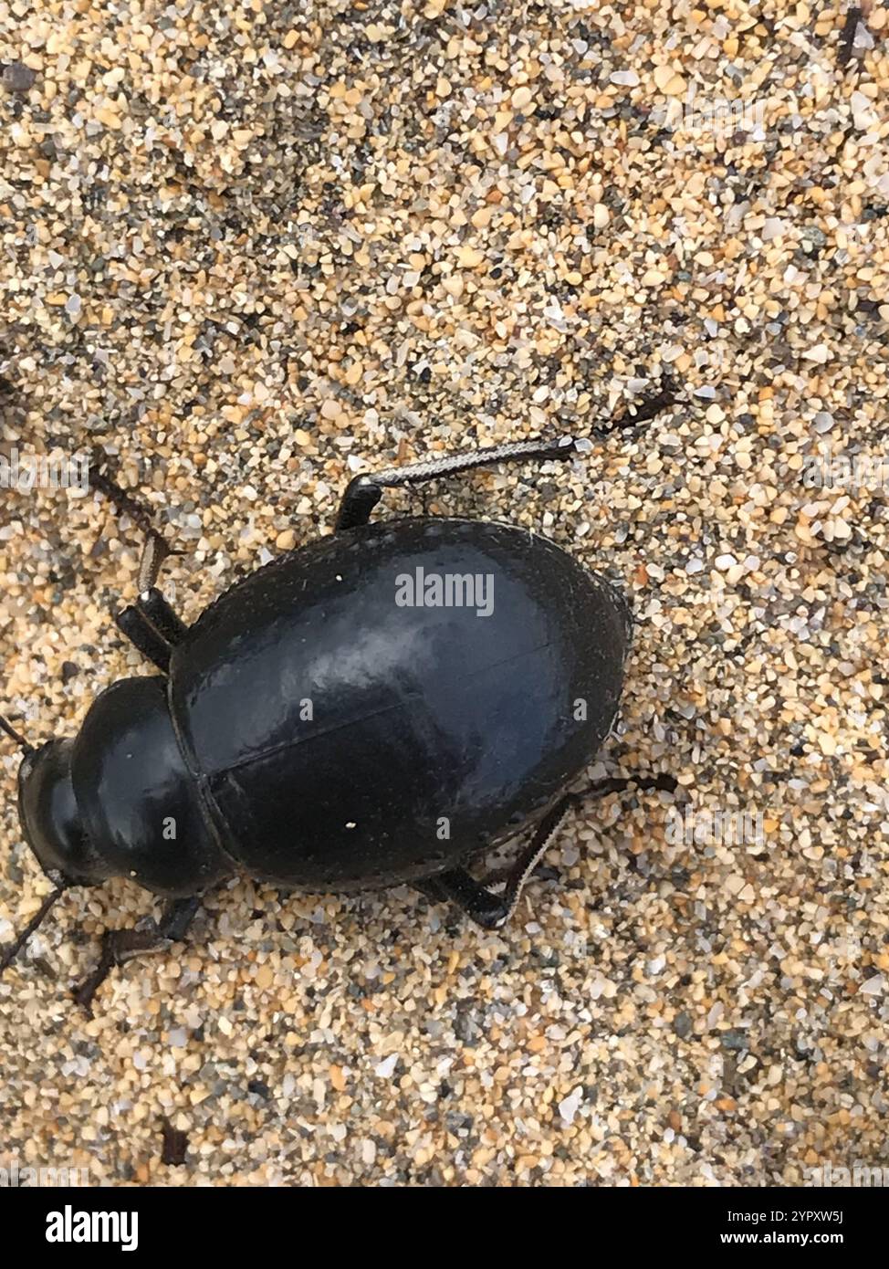 Granulicollis hi-res stock photography and images - Alamy