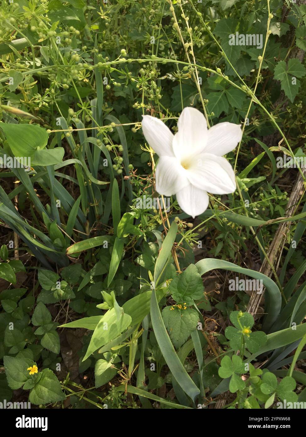 Drummond's rain lily (Zephyranthes drummondii Stock Photo - Alamy