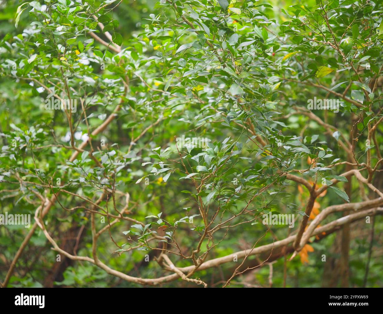 Orange Jasmine (Murraya paniculata Stock Photo - Alamy