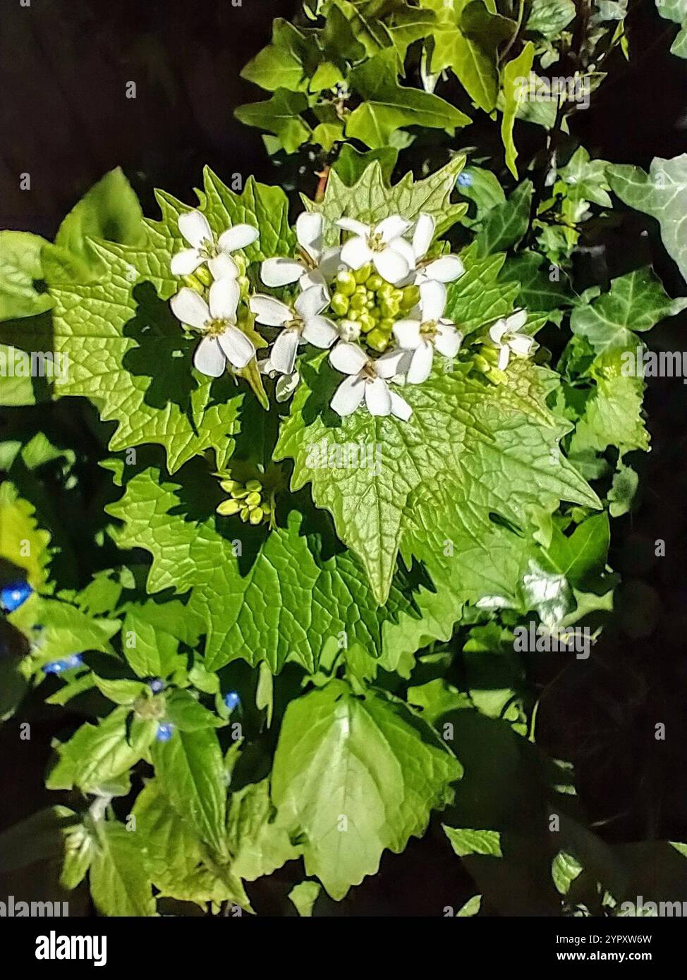 garlic mustard (Alliaria petiolata Stock Photo - Alamy