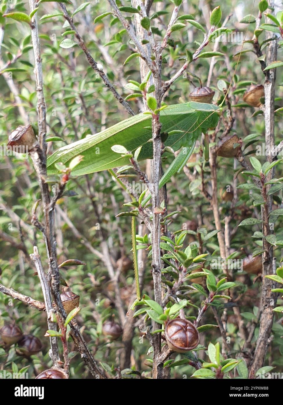 Australian Common Garden Katydid (Caedicia simplex Stock Photo - Alamy