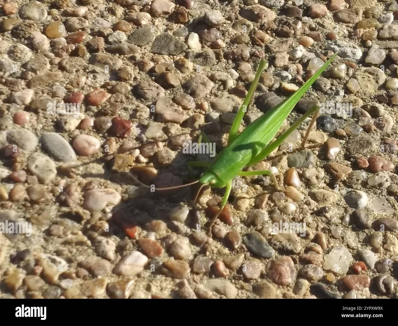 Broad-tipped Conehead (Neoconocephalus triops Stock Photo - Alamy