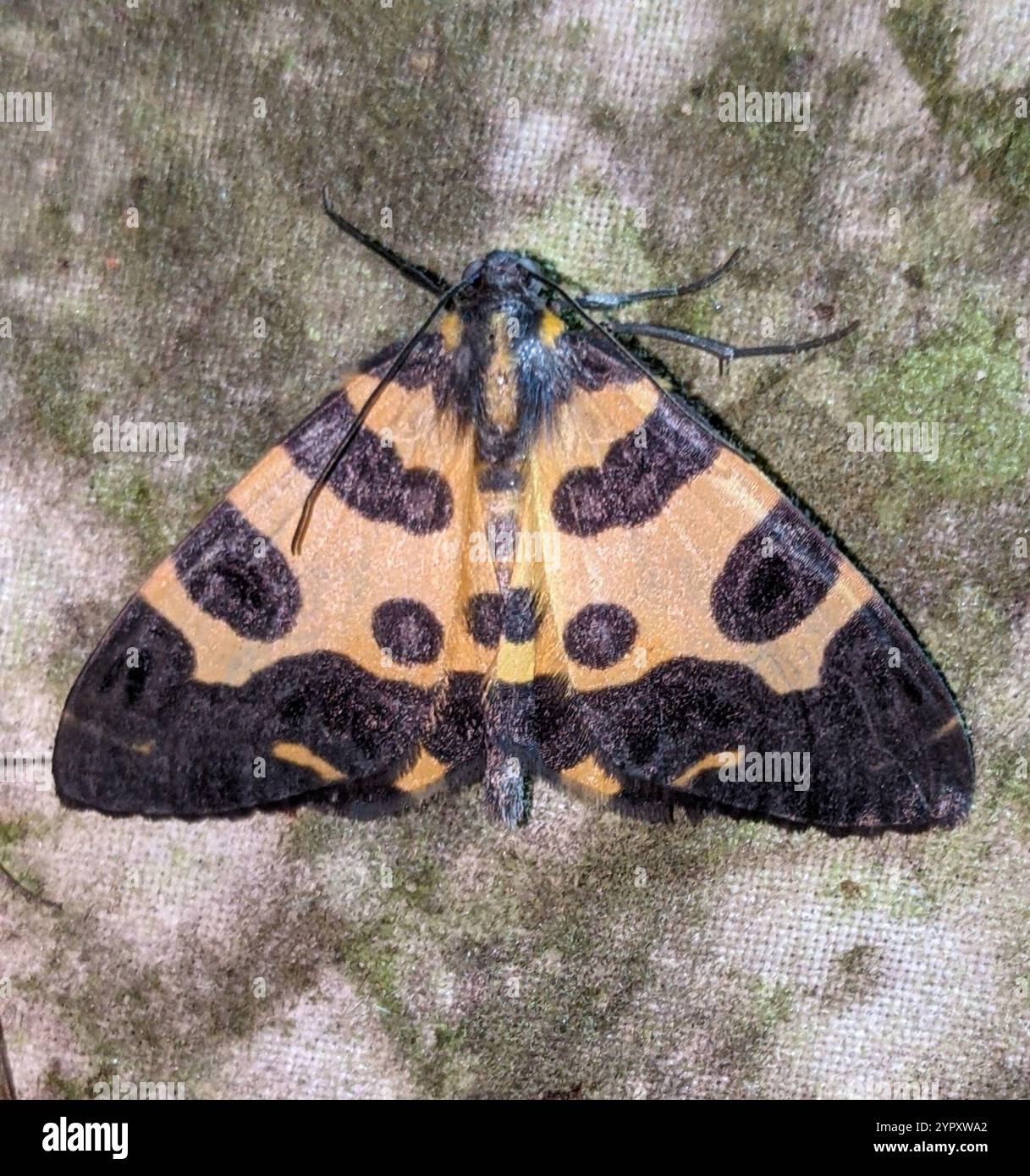Leopard moths hi-res stock photography and images - Alamy