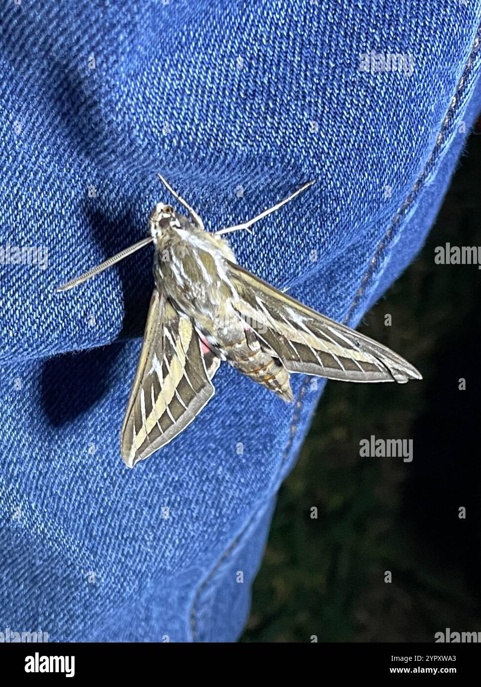 White-lined Sphinx (Hyles lineata Stock Photo - Alamy
