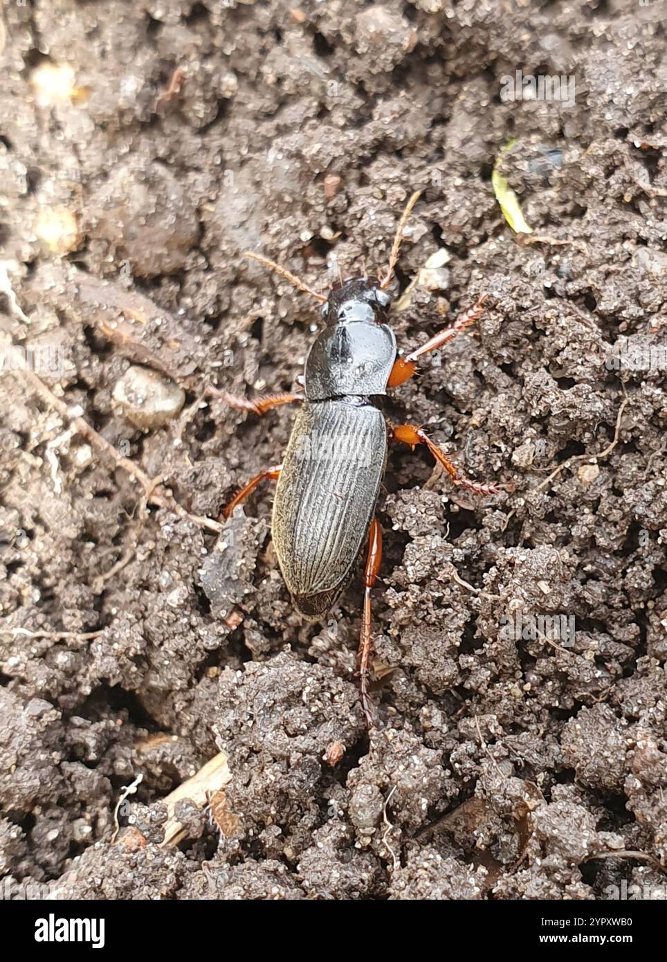 Strawberry seed beetle hi-res stock photography and images - Alamy